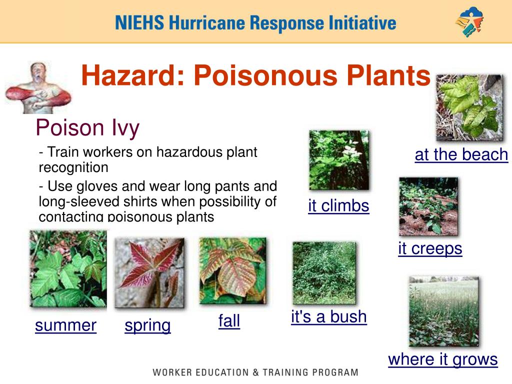 PPT - Safety Awareness for Responders to Hurricanes: Protecting ...