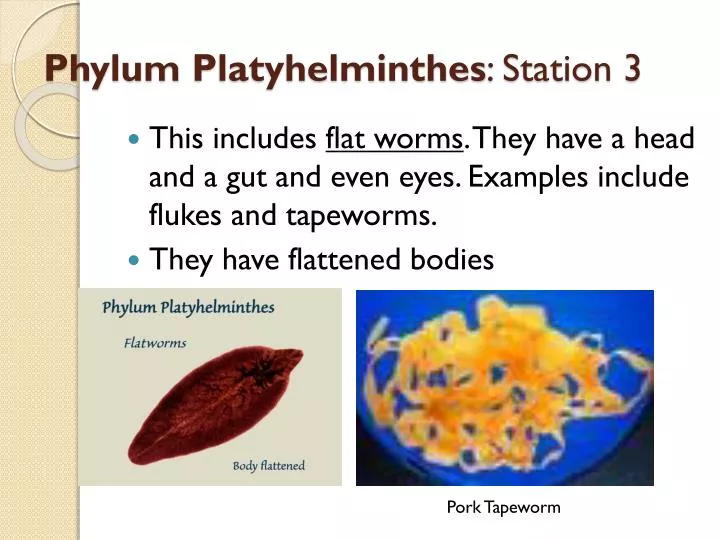 PPT - Phylum Platyhelminthes : Station 3 PowerPoint Presentation, free download - ID:1784919