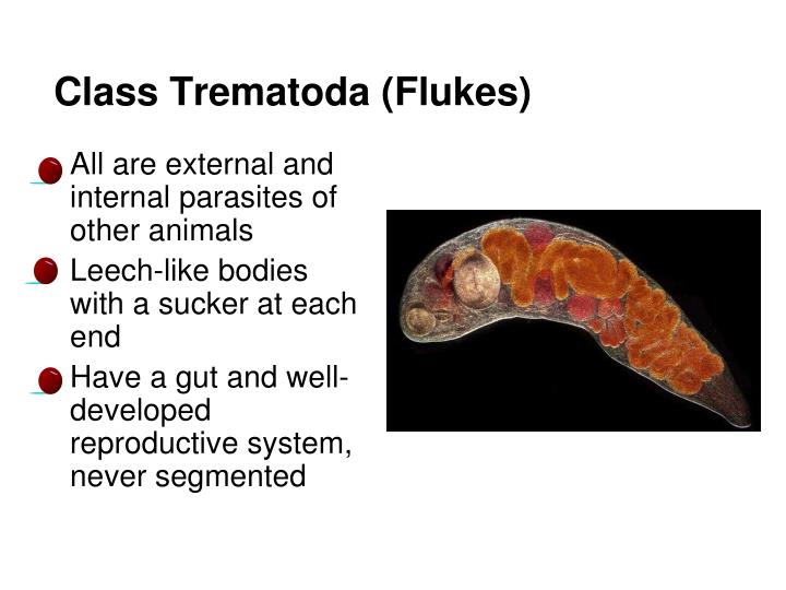 PPT - Phylum Platyhelminthes PowerPoint Presentation - ID:1784928