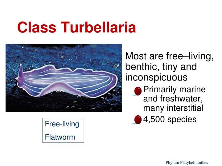 PPT - Phylum Platyhelminthes PowerPoint Presentation - ID:1784928