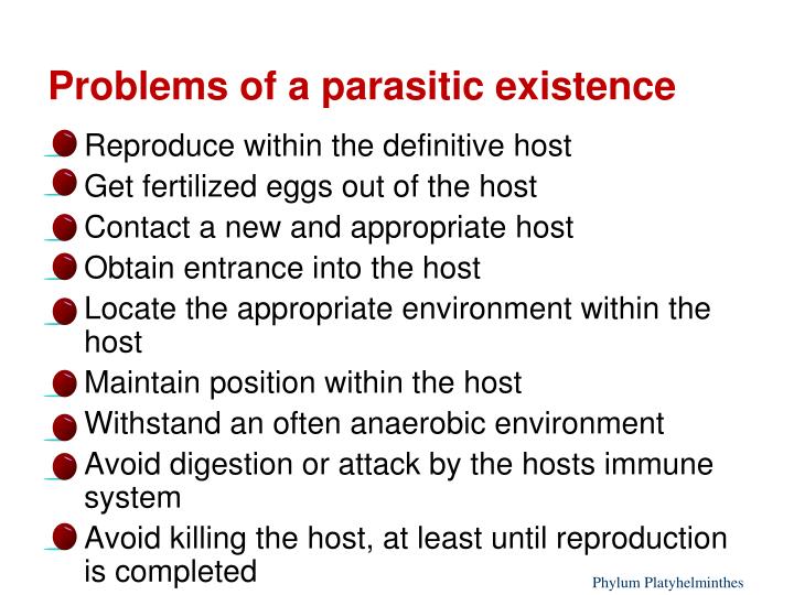 PPT - Phylum Platyhelminthes PowerPoint Presentation - ID:1784928