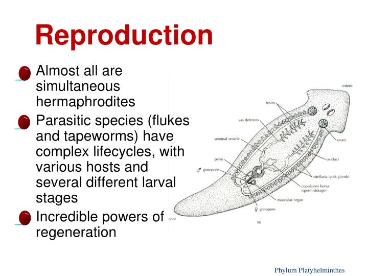 PPT - Phylum Platyhelminthes PowerPoint Presentation - ID:1784928