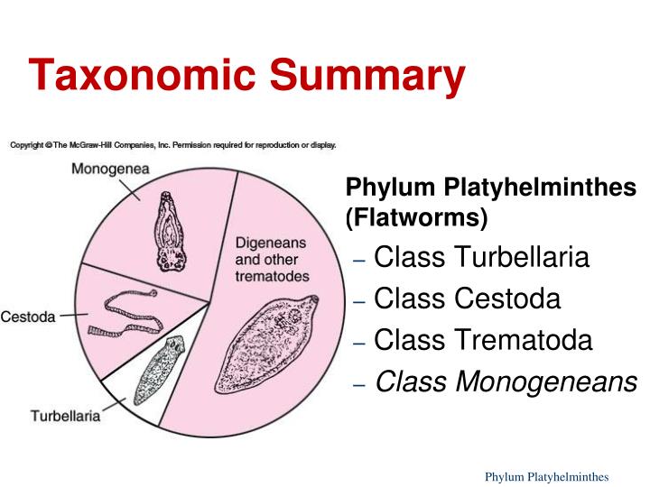 PPT - Phylum Platyhelminthes PowerPoint Presentation - ID:1784928
