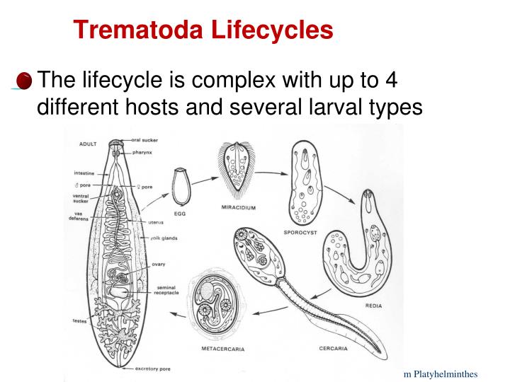 PPT - Phylum Platyhelminthes PowerPoint Presentation - ID:1784928