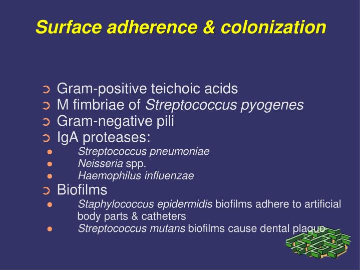 PPT - Virulence Factors & Features Important in Disease PowerPoint ...