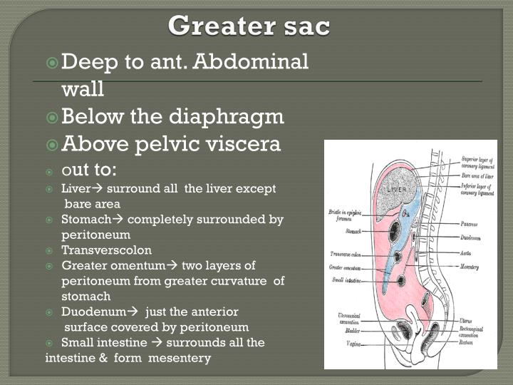 PPT - The peritoneum PowerPoint Presentation - ID:1785134