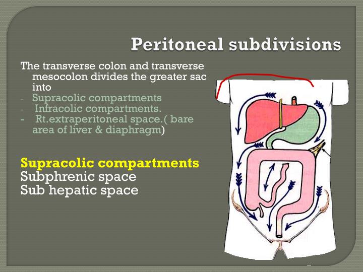 PPT - The peritoneum PowerPoint Presentation - ID:1785134