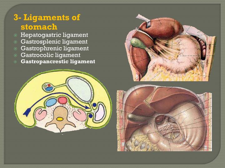 PPT - The peritoneum PowerPoint Presentation - ID:1785134