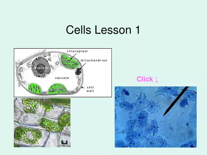 PPT - Cells Lesson 1 PowerPoint Presentation, free download - ID:1785501