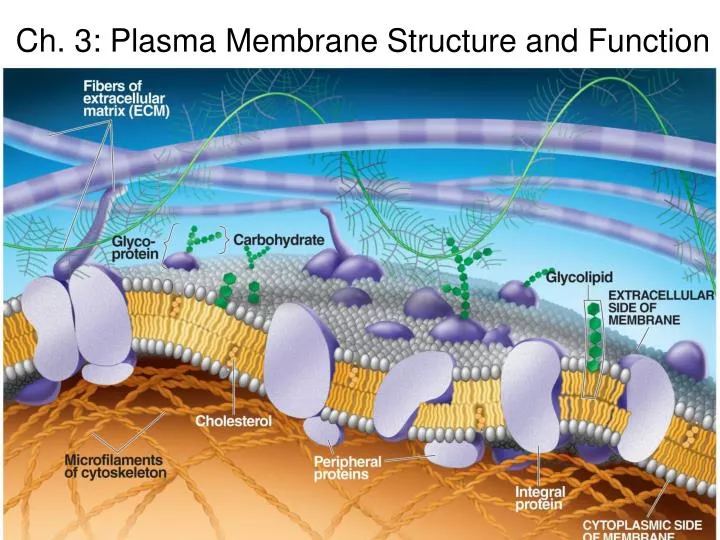 PPT - Ch. 3: Plasma Membrane Structure and Function PowerPoint ...