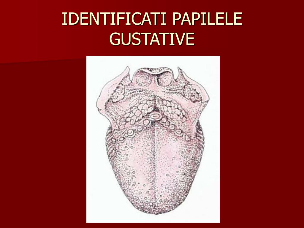 PPT - ANALIZATORUL GUSTATIV PowerPoint Presentation, free download - ID ...
