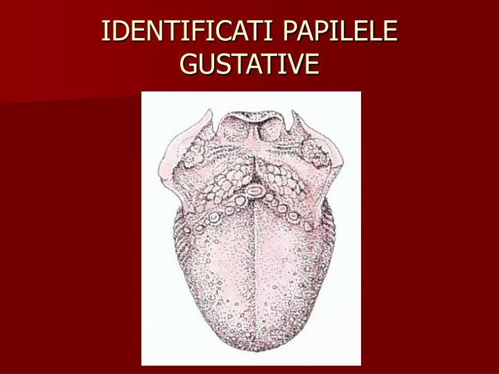 PPT - ANALIZATORUL GUSTATIV PowerPoint Presentation - ID:1786014