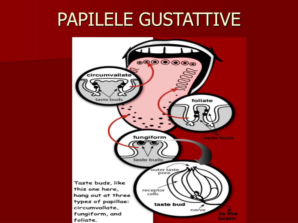 PPT - ANALIZATORUL GUSTATIV PowerPoint Presentation, free download - ID ...