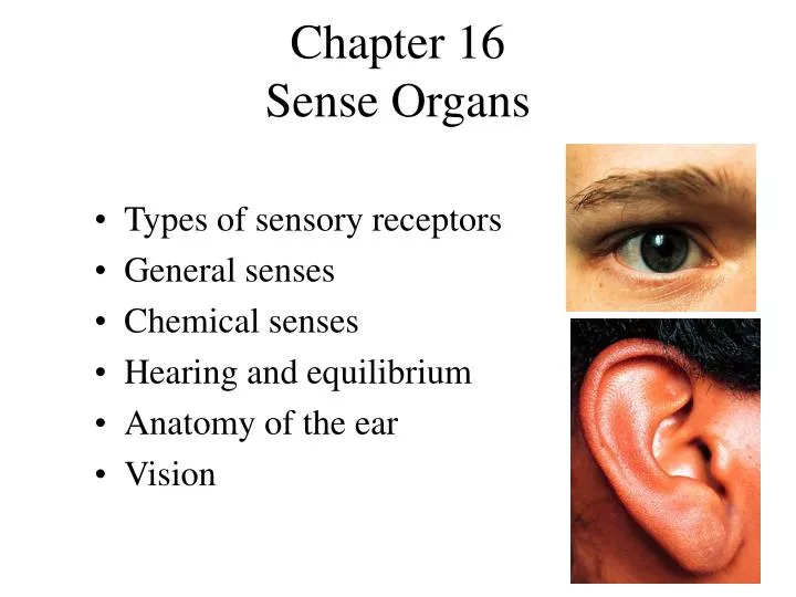 PPT - Chapter 16 Sense Organs PowerPoint Presentation, free download ...