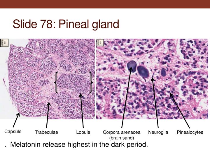 PPT - Endocrine system PowerPoint Presentation - ID:1786164