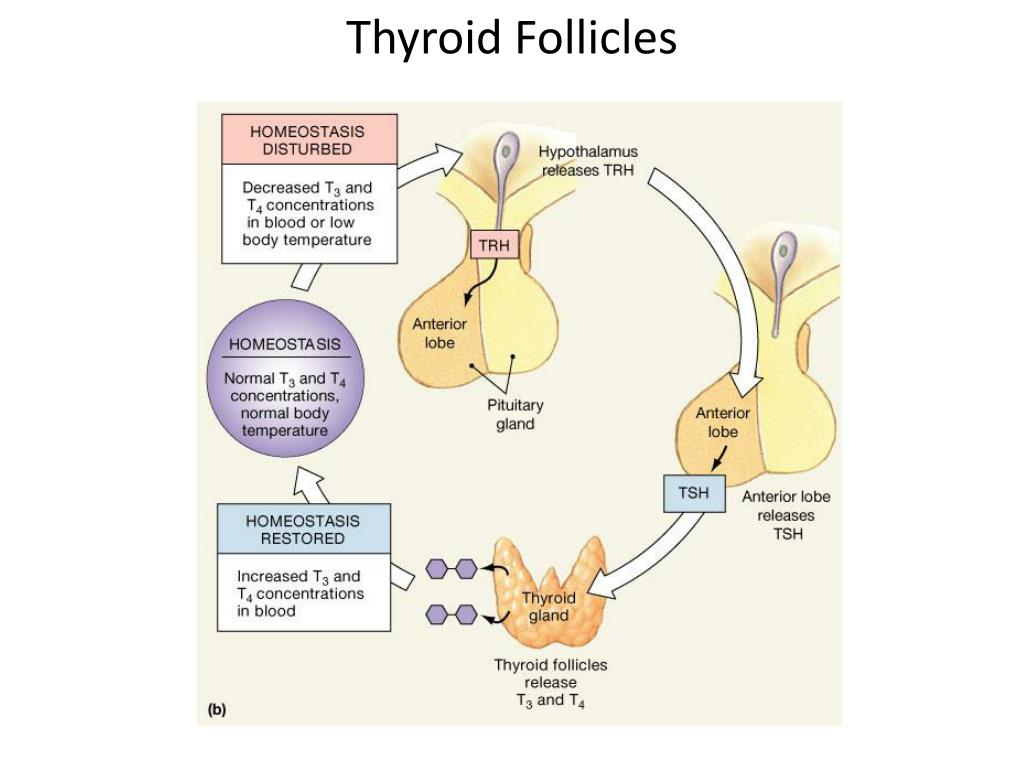 Ppt Production Regulation And Action Of Thyroid Hormones Powerpoint