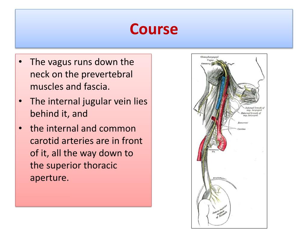 PPT - Cranial Nerves 1 X-X ( Glossopharyngeal & Vagus Nerves ...