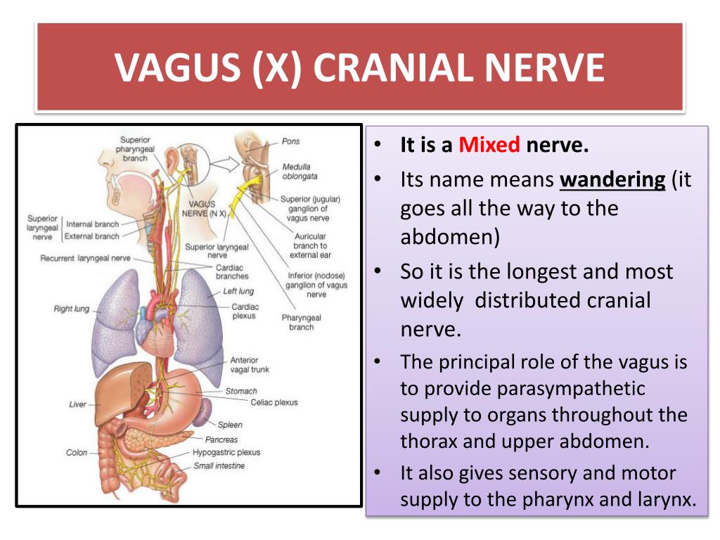 PPT - Cranial Nerves 1 X-X ( Glossopharyngeal & Vagus Nerves ...