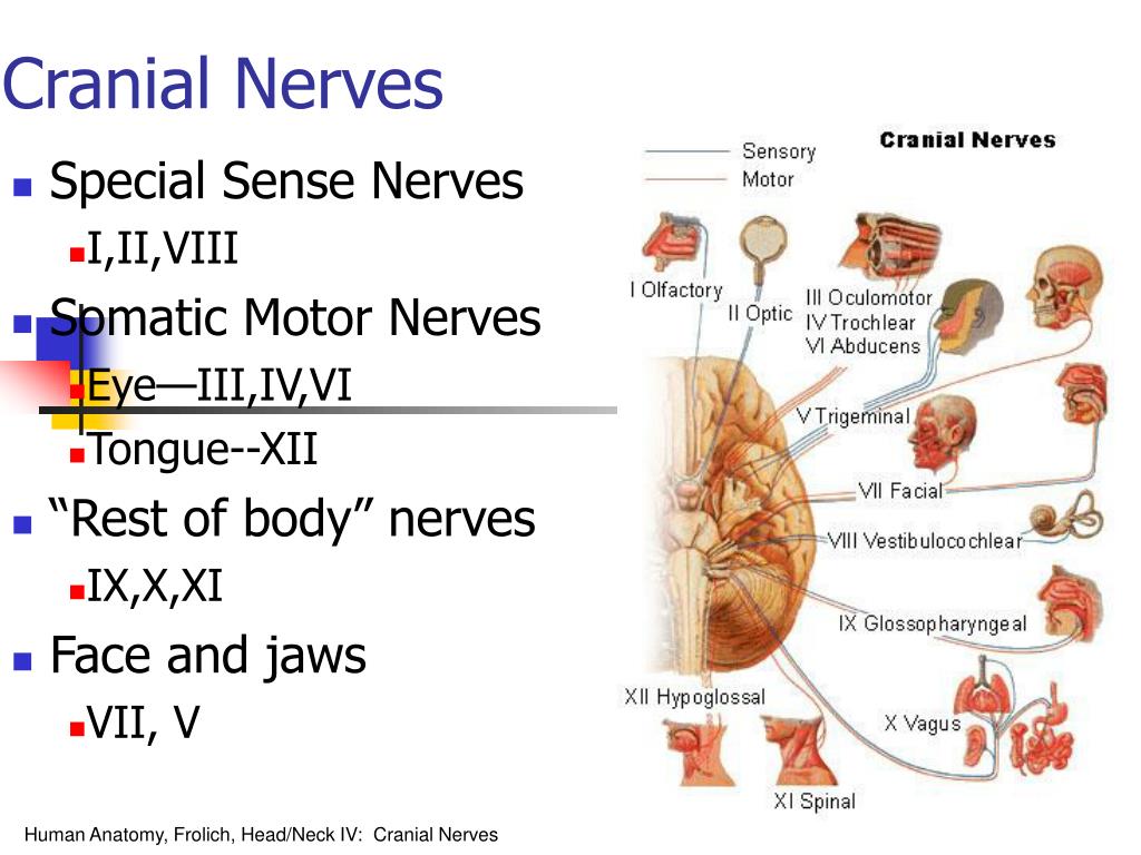Ppt Gross Anatomy Of The Brain And Cranial Nerves Powerpoint Images Ppt Gross Anatomy Of The Brain And Cranial Nerves Powerpoint Images