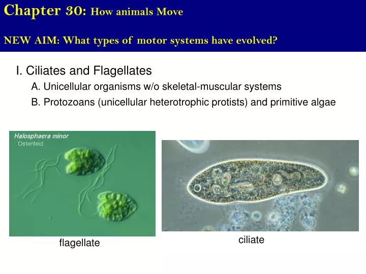 PPT - Chapter 30: How animals Move PowerPoint Presentation, free ...