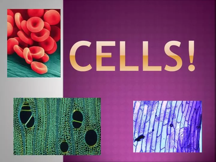 PPT - CELLS! PowerPoint Presentation, free download - ID:1789957