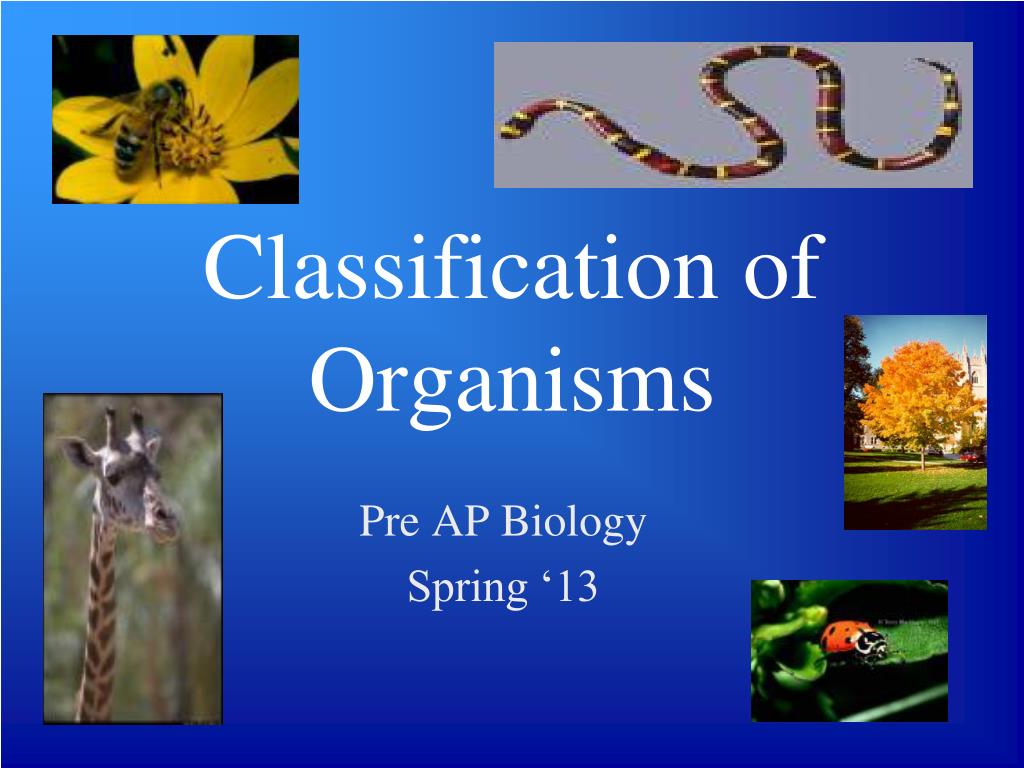 PPT - Classification of Organisms PowerPoint Presentation, free ... PPT - Classification of Organisms PowerPoint Presentation, free ...