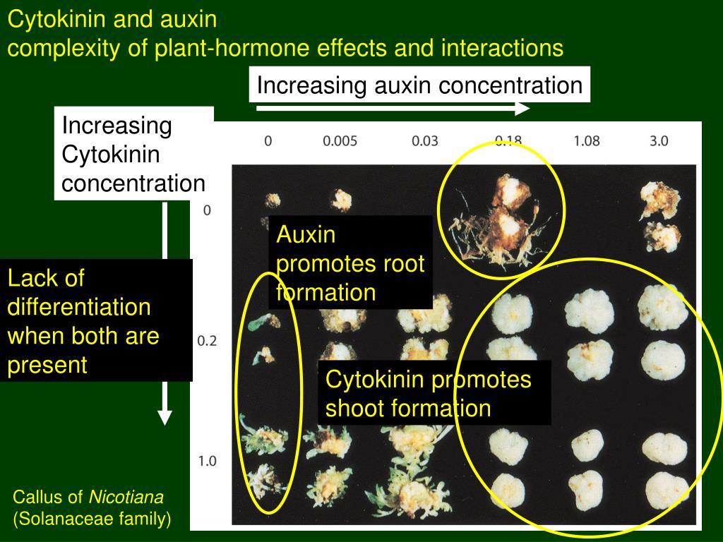 PPT - Chapter 5 BOT3015L Regulation of Plant Growth by Plant Hormones ...