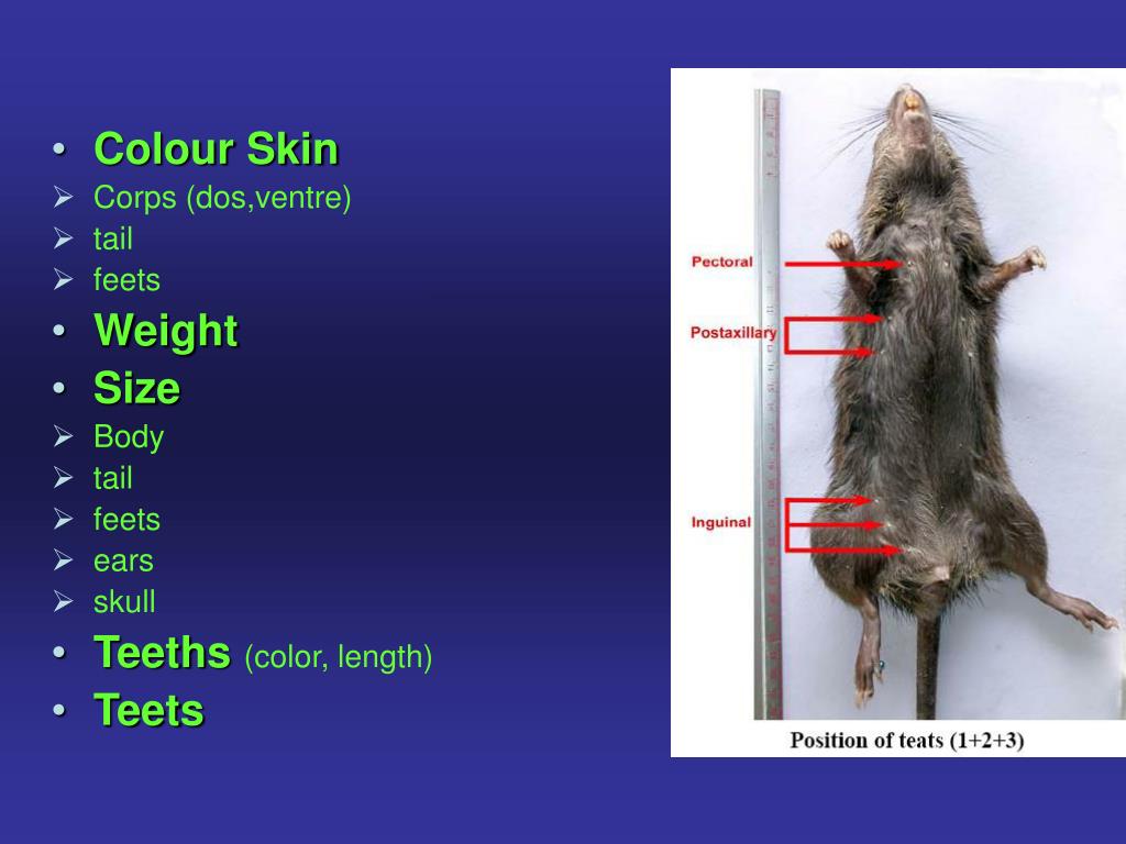 PPT - Colour Skin Corps (dos,ventre) tail feets Weight Size Body tail ...