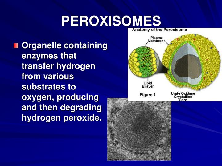 PPT - Parts of Prokaryotic & Eukaryotic Cells PowerPoint Presentation ...