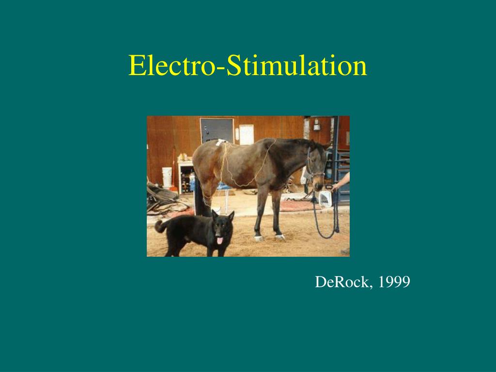 PPT - Acupuncture: Ancient Art to Modern Equine Medicine PowerPoint ...