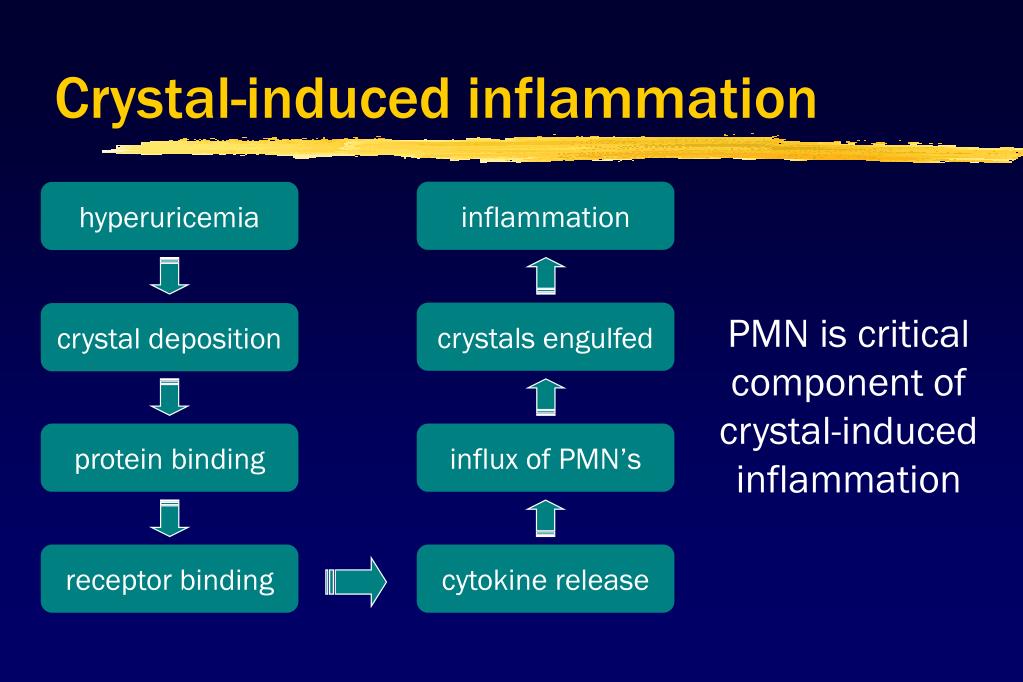 PPT - Drug Therapy of Gout PowerPoint Presentation, free download - ID ...