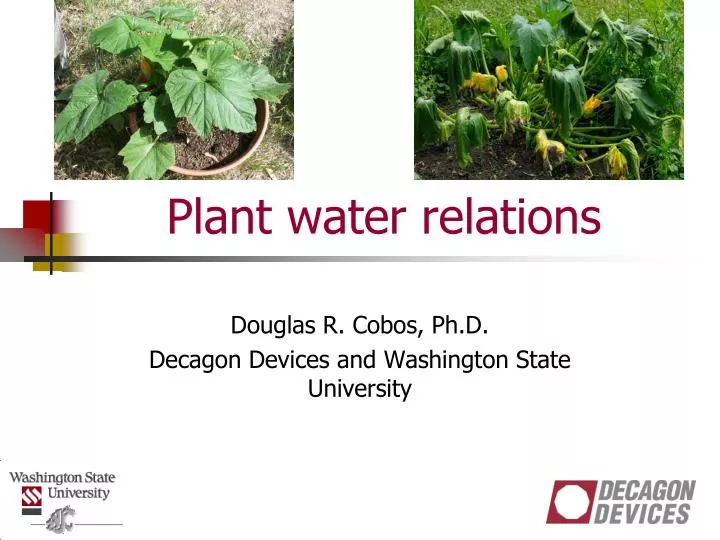 PPT - Plant water relations PowerPoint Presentation, free download - ID ...