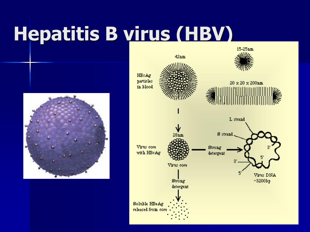 PPT - Hepatitis Viruses Dr. Alvaro Barboza Quintana. Profesor de ...