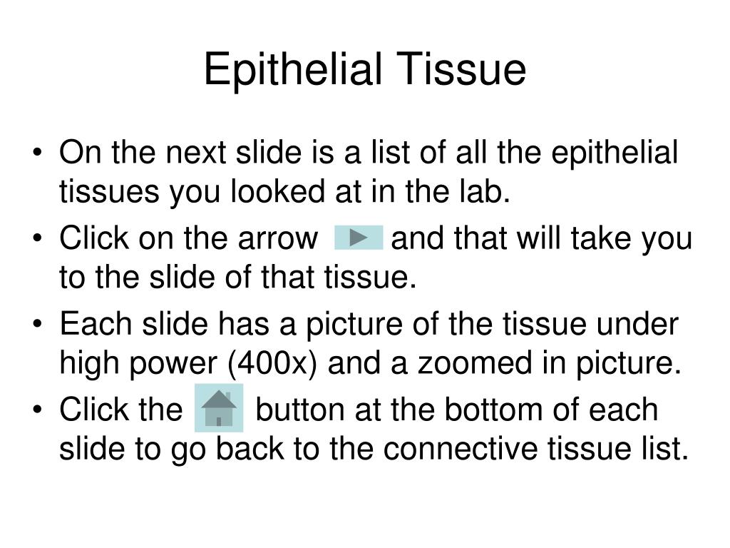 Ppt Epithelial Tissue Powerpoint Presentation Free Download Id 1793841