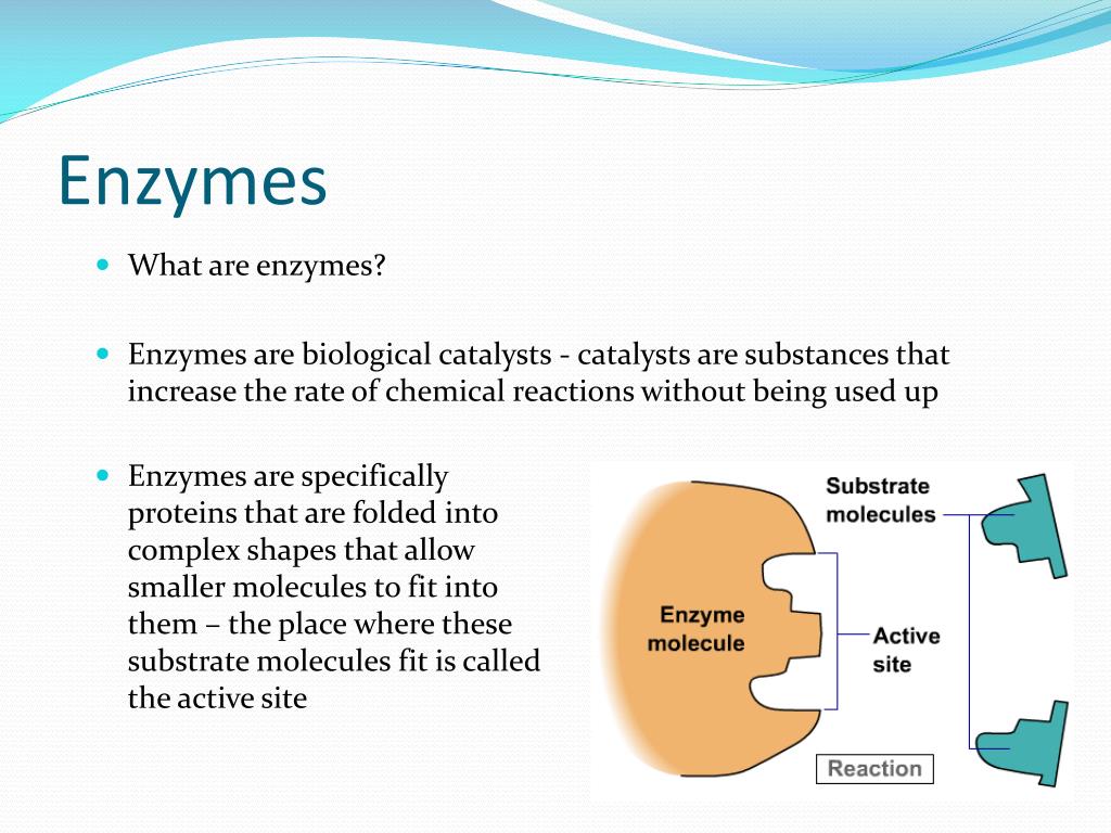 Enzymes Structure Of An Enzyme And Their Use Chemistry