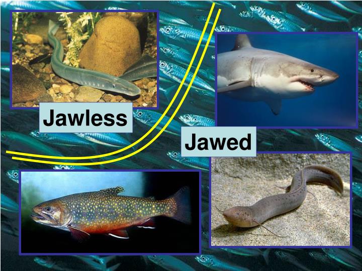 PPT - 1.1 – Intro to fishes, Intro to Biology, Ecology 1.2 – History of ...