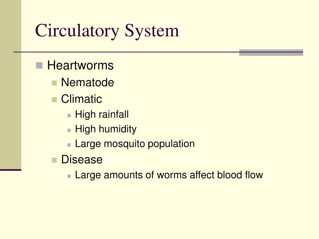 PPT - Stephanofilaria habronema Transmitted by Houseflies Stable flies ...