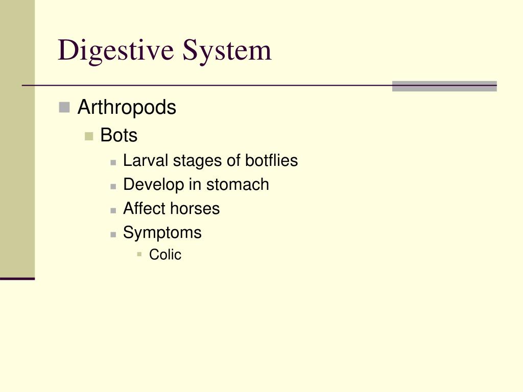 PPT - Stephanofilaria habronema Transmitted by Houseflies Stable flies ...