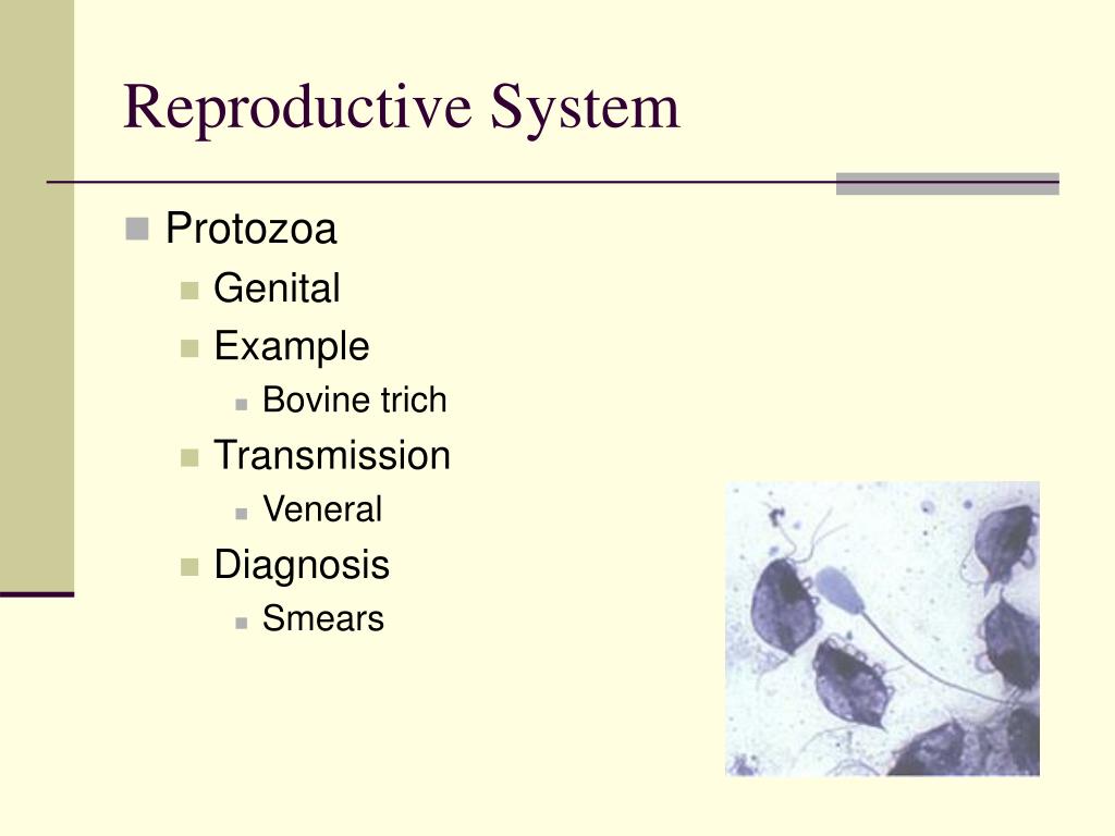 PPT - Stephanofilaria habronema Transmitted by Houseflies Stable flies ...
