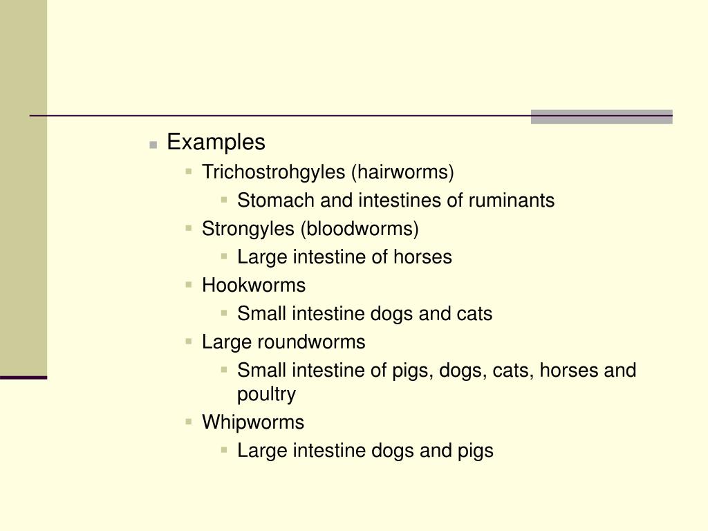 PPT - Stephanofilaria habronema Transmitted by Houseflies Stable flies ...