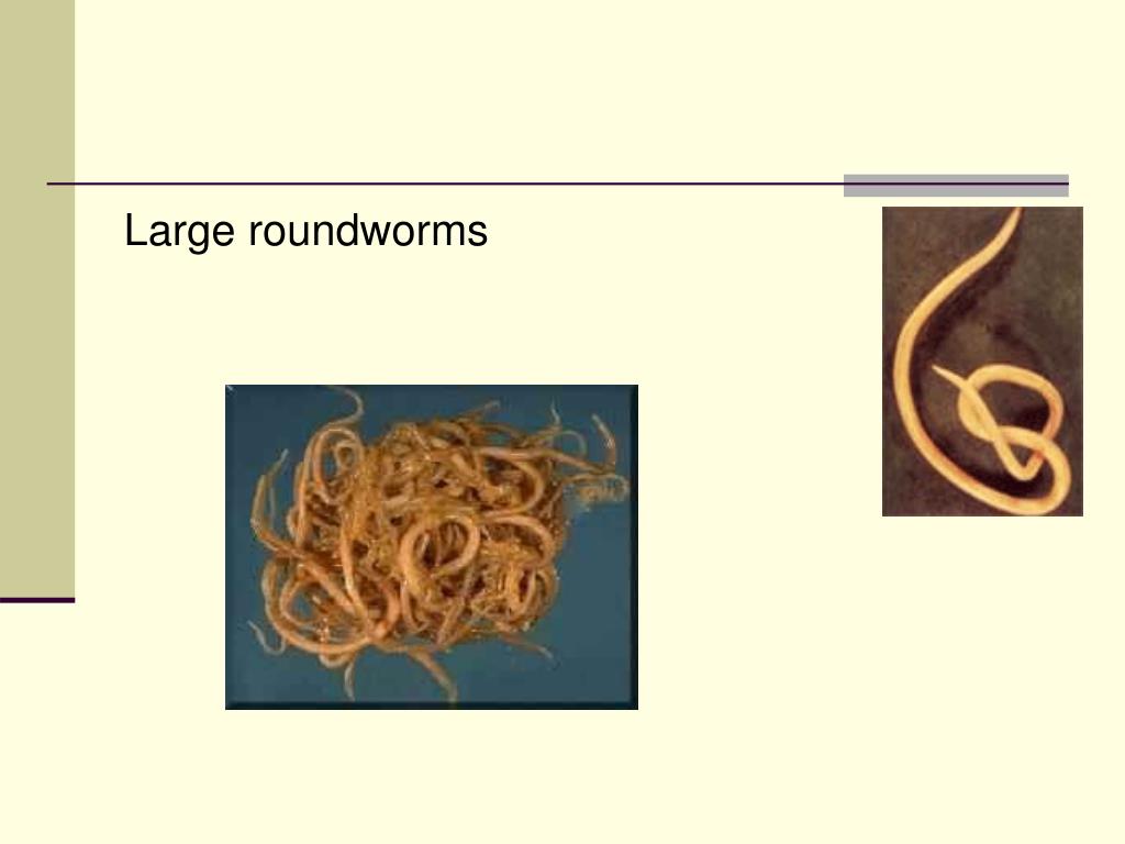 PPT - Stephanofilaria habronema Transmitted by Houseflies Stable flies ...