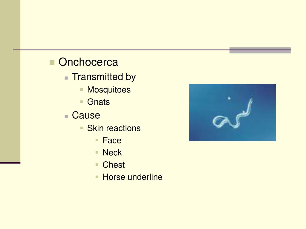 PPT - Stephanofilaria habronema Transmitted by Houseflies Stable flies ...