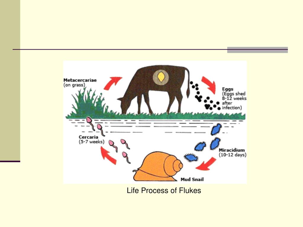 PPT - Stephanofilaria habronema Transmitted by Houseflies Stable flies ...