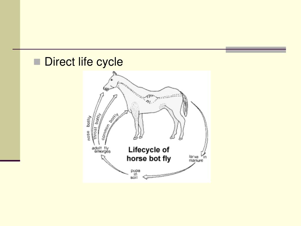 PPT - Stephanofilaria habronema Transmitted by Houseflies Stable flies ...