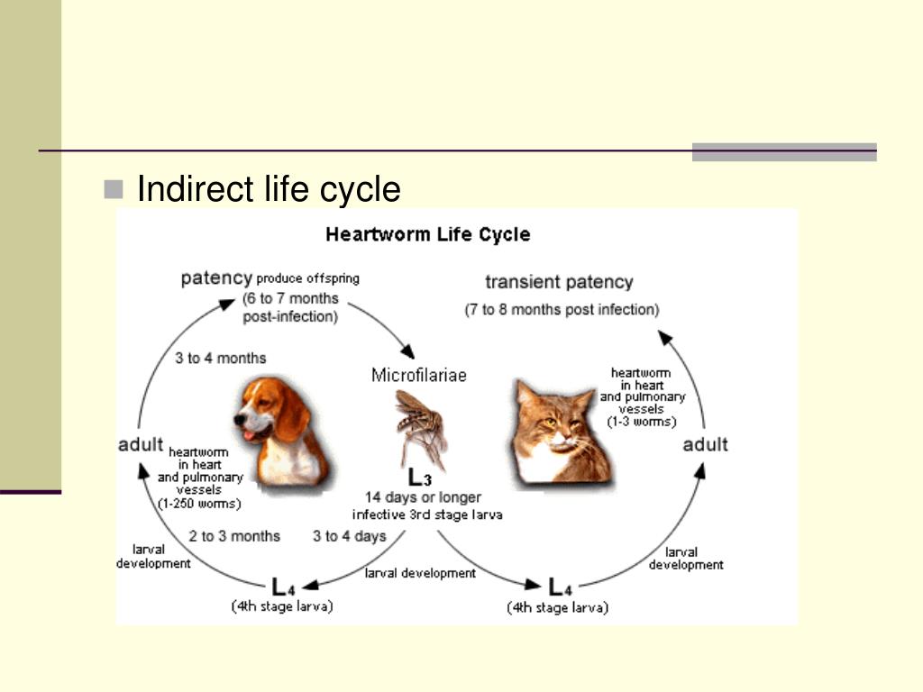 PPT - Stephanofilaria habronema Transmitted by Houseflies Stable flies ...