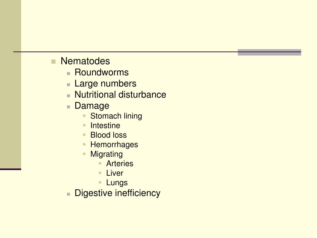 PPT - Stephanofilaria habronema Transmitted by Houseflies Stable flies ...