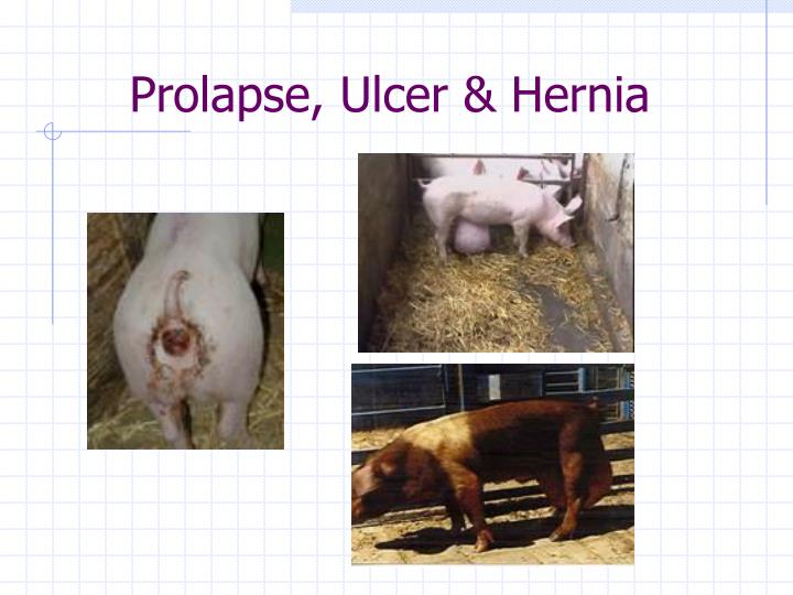 PPT - Management of Pig Health PowerPoint Presentation - ID:1794813