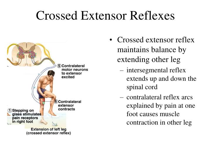 PPT - Chapter 13 Spinal Cord, Spinal Nerves and Somatic Reflexes ...