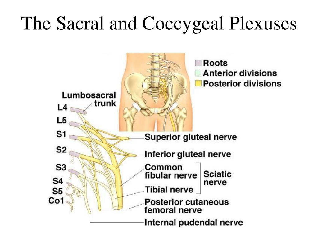 Ppt Chapter 13 Spinal Cord Spinal Nerves And Somatic Reflexes