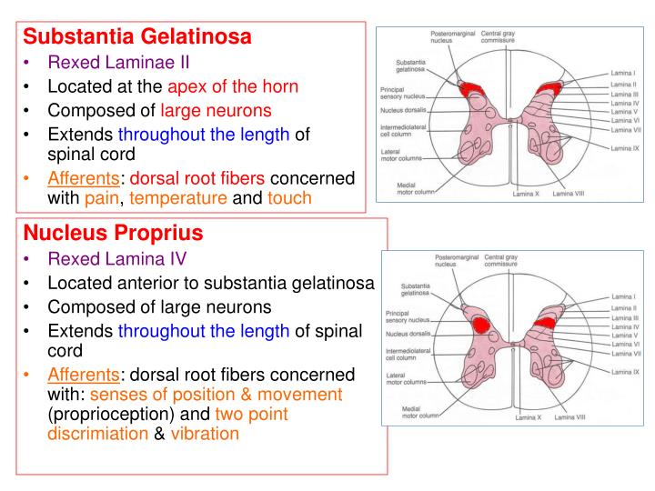 PPT - Anatomy of the Spinal Cord PowerPoint Presentation - ID:1795722
